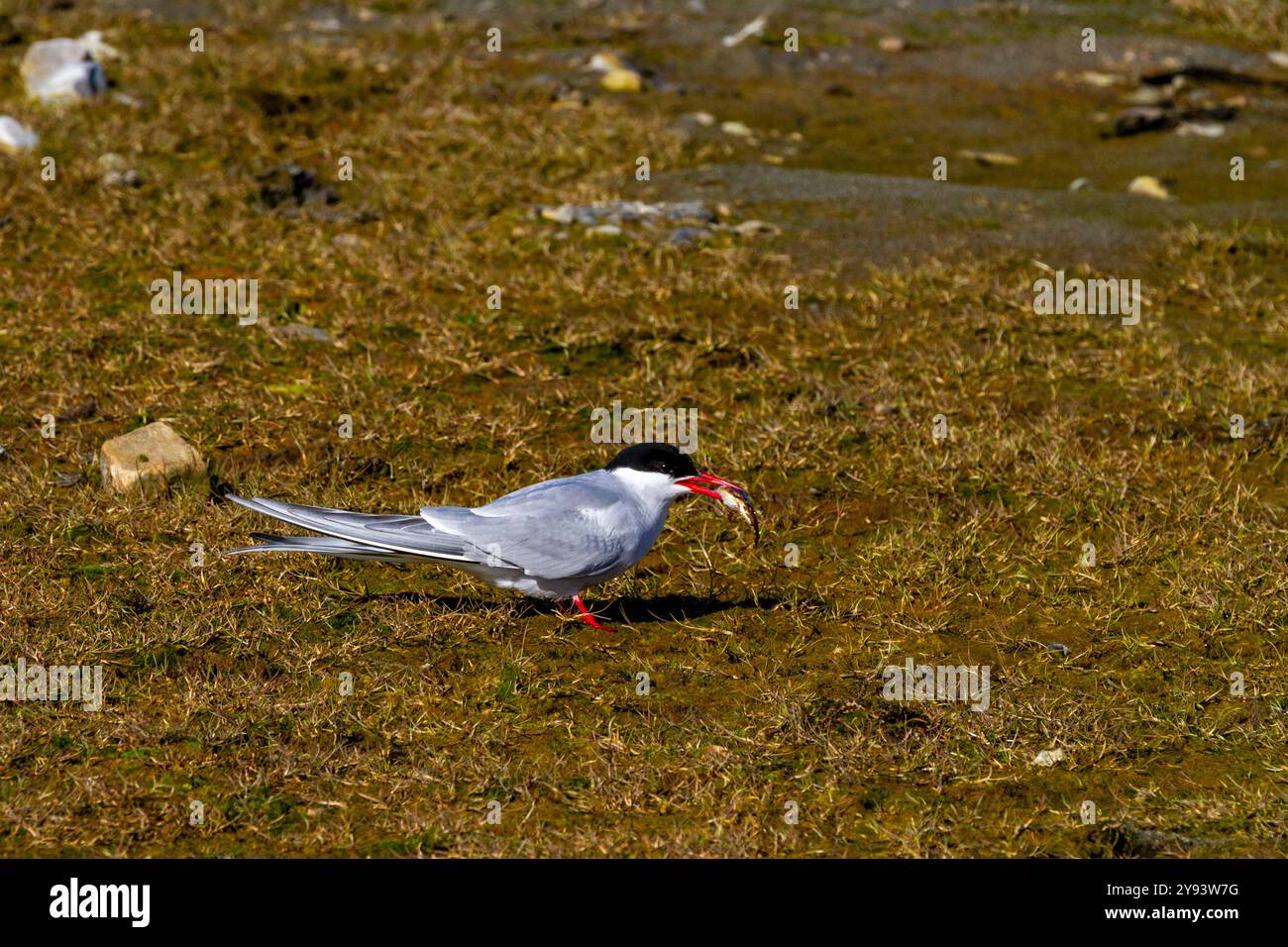 Adult arctic tern (Sterna paradisaea) feeding on small fish on ...