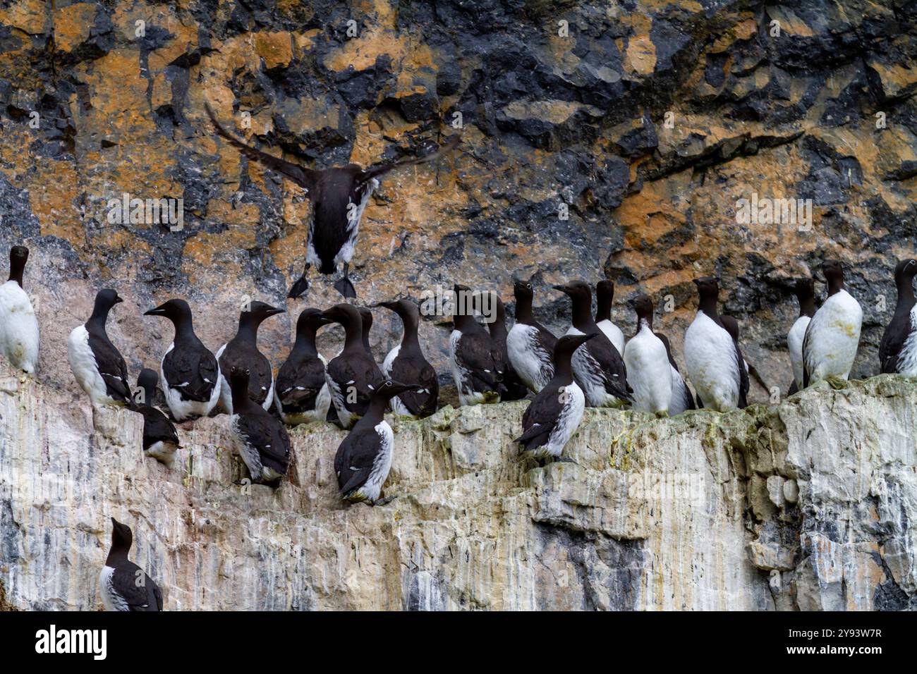 Common guillemot (Uria aalge) nesting on Bear Island (Bjornoya) in the ...