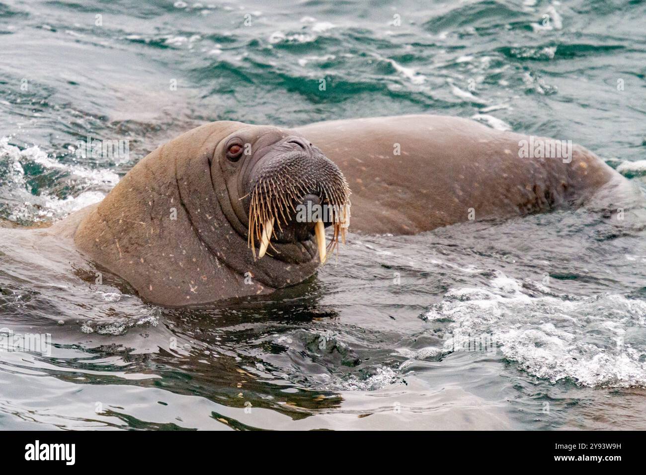 Curious adult bull walrus (Odobenus rosmarus rosmarus) approach the ...