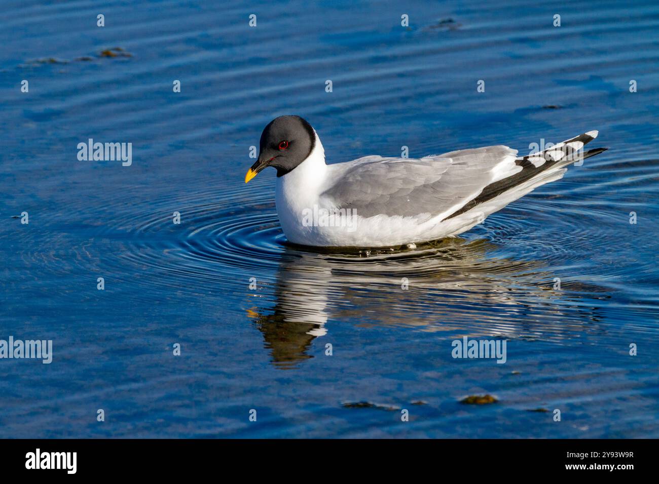 An adult Sabine's Gull (Xema sabini) in melt water pool in the Svalbard ...