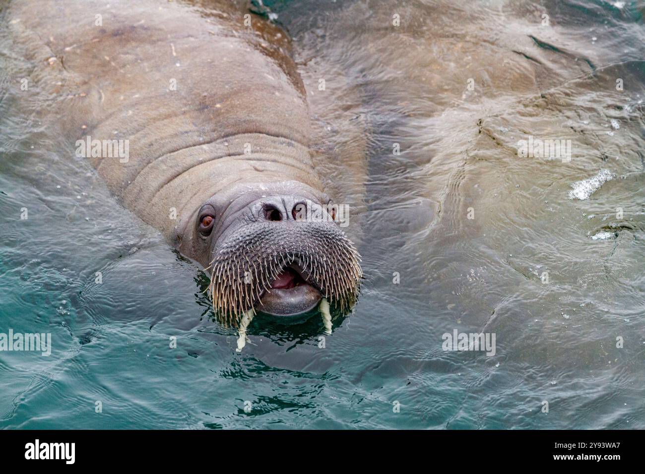 Curious adult bull walrus (Odobenus rosmarus rosmarus) approach the ...