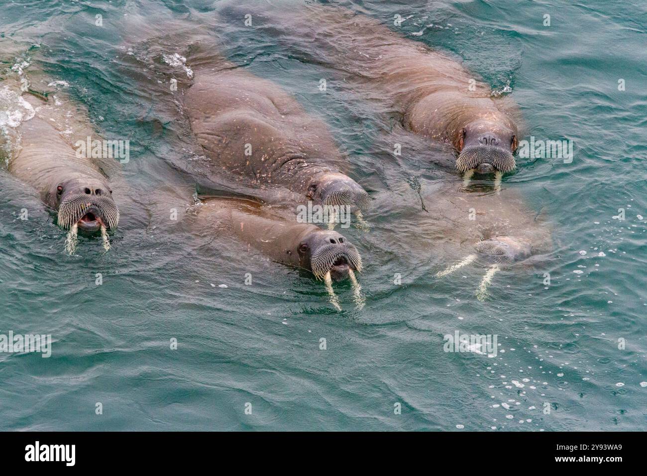 Curious adult bull walrus (Odobenus rosmarus rosmarus) approach the ...