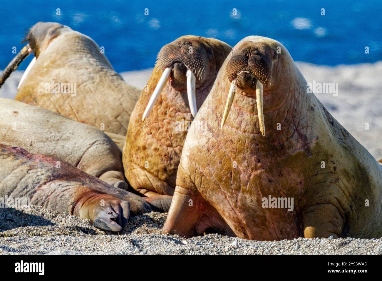 Adult bull walrus (Odobenus rosmarus rosmarus) hauled out on the beach ...