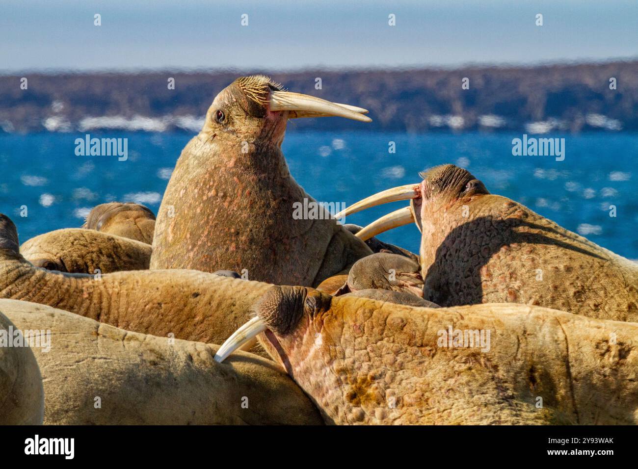 Adult bull walrus (Odobenus rosmarus rosmarus) hauled out on the beach ...