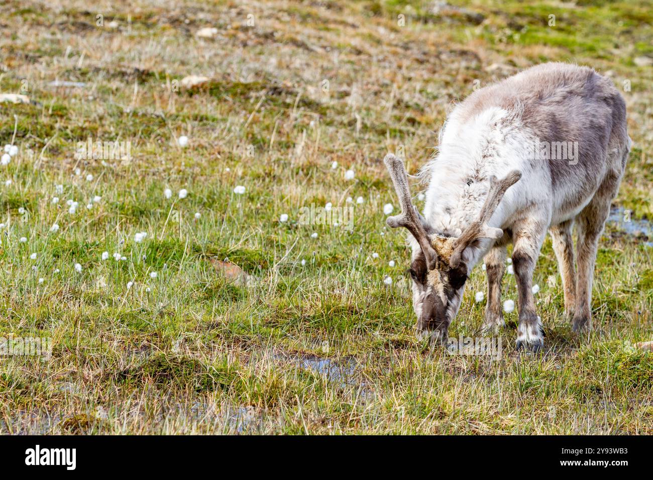 Adult Svalbard reindeer (Rangifer tarandus platyrhynchus) grazing ...