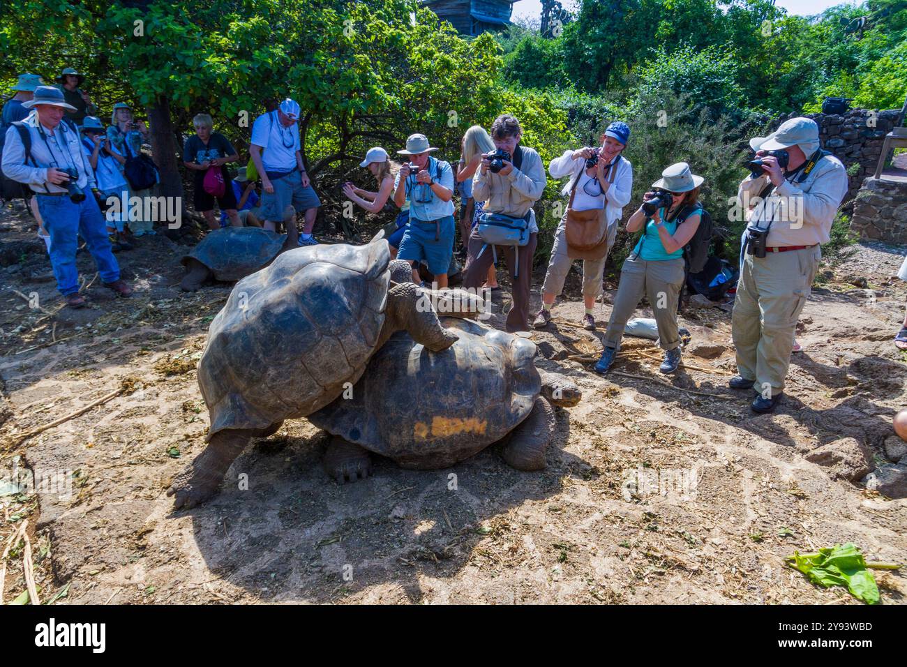 Captive Galapagos giant tortoise (Geochelone elephantopus) at the ...