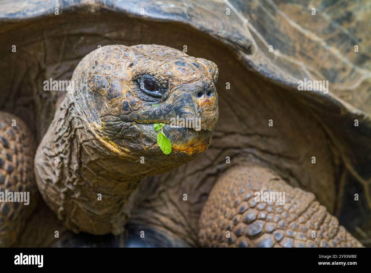 Captive Galapagos giant tortoise (Geochelone elephantopus) at the ...