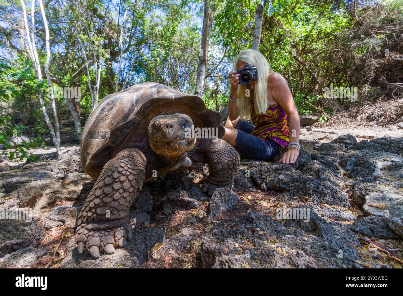 Captive Galapagos giant tortoise (Geochelone elephantopus) at the ...