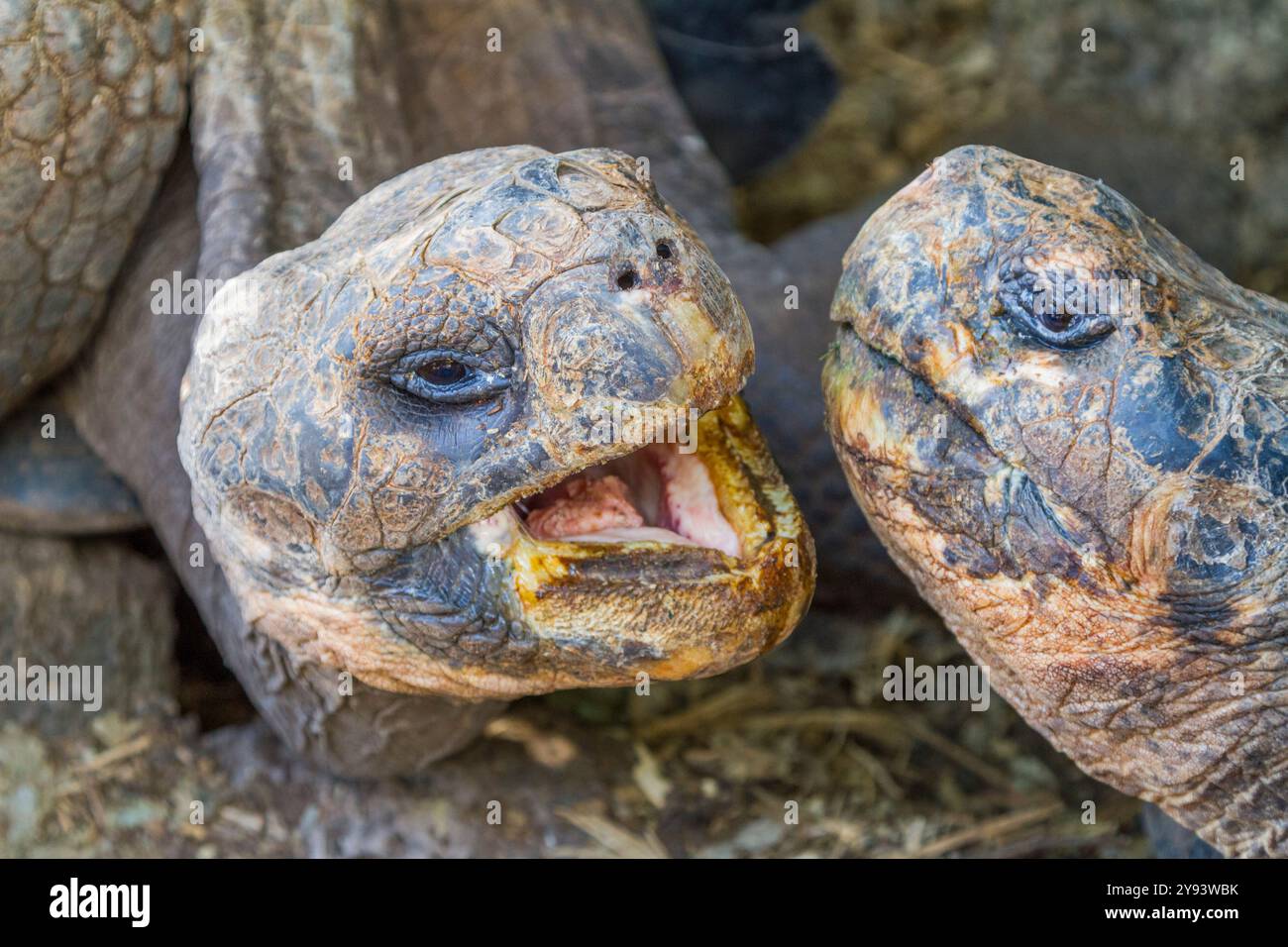 Captive Galapagos giant tortoise (Geochelone elephantopus) at the ...