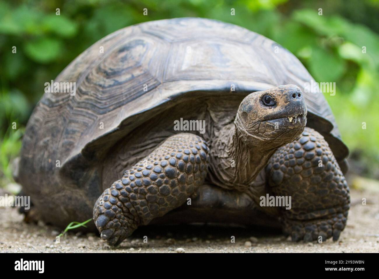Wild Galapagos giant tortoise (Geochelone elephantopus) at Urbina Bay ...