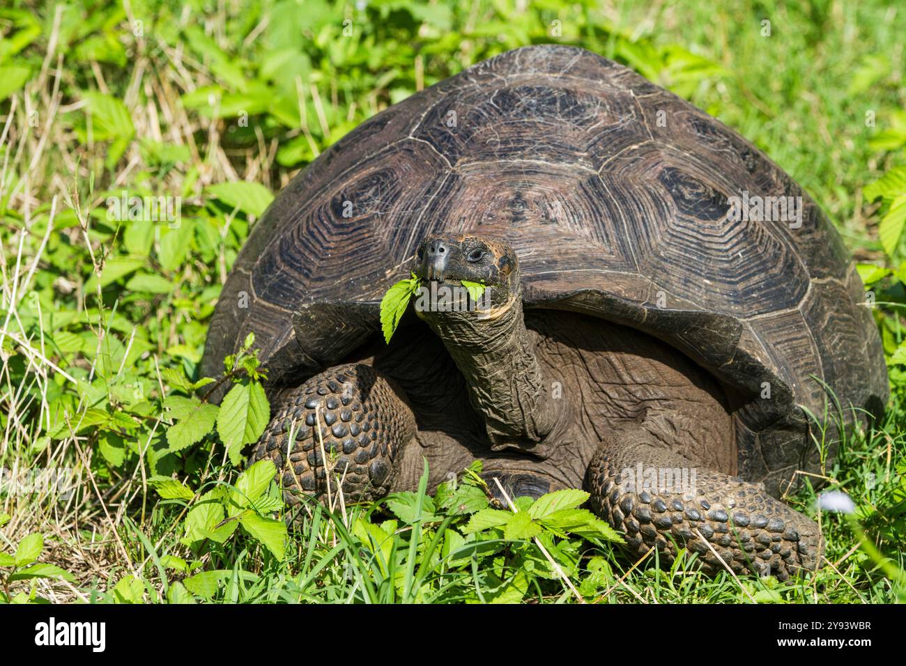 Wild Galapagos giant tortoise (Geochelone elephantopus) feeding on the ...