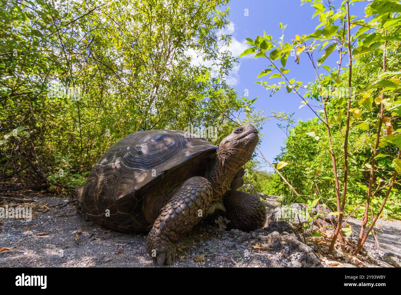 Wild Galapagos giant tortoise (Geochelone elephantopus) at Urbina Bay ...