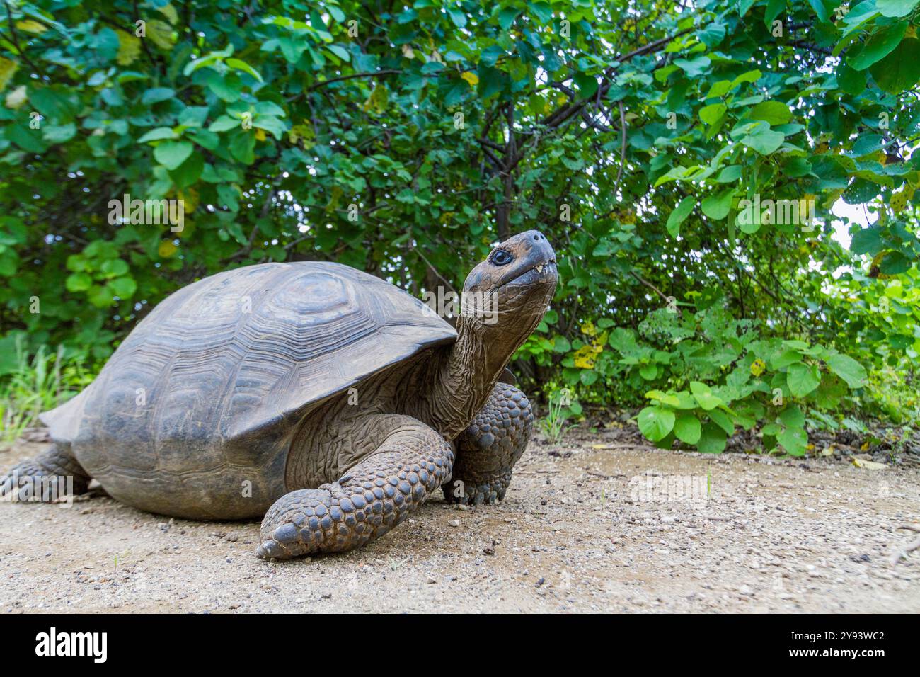 Wild Galapagos giant tortoise (Geochelone elephantopus) at Urbina Bay ...