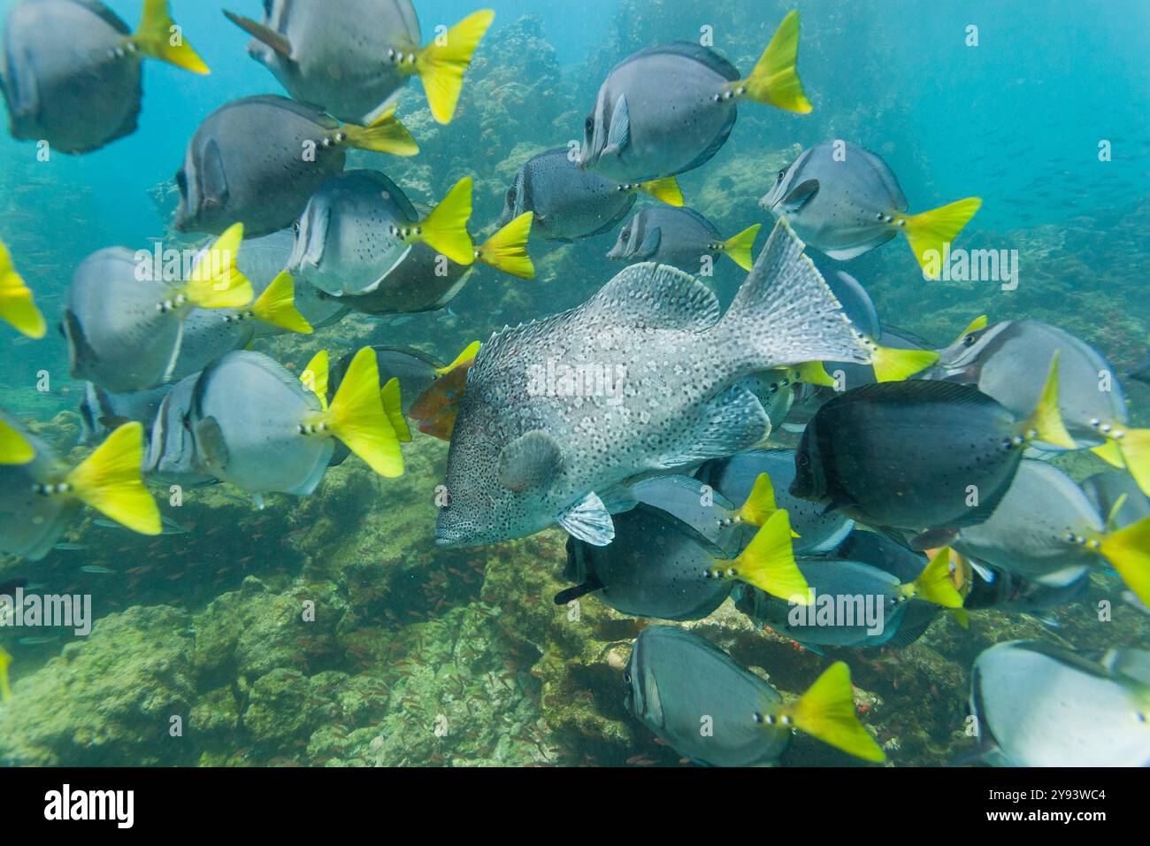 Schooling yellow-tailed surgeonfish (Prionurus punctatus), underwater ...