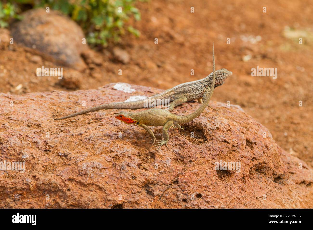 Lava lizard (Microlophus spp) courtship behavior in the Galapagos ...