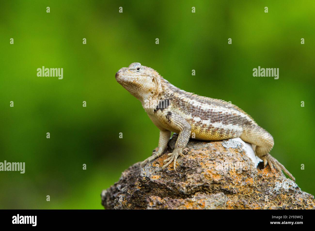 Lava lizard (Microlophus spp) in the Galapagos Islands Archipelago ...