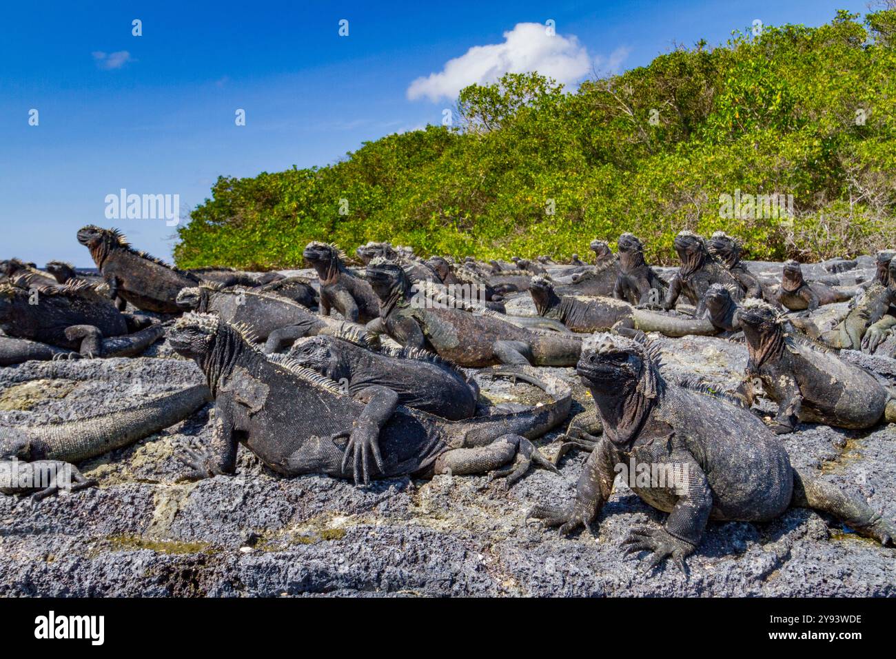 The endemic Galapagos marine iguana (Amblyrhynchus cristatus) in the ...