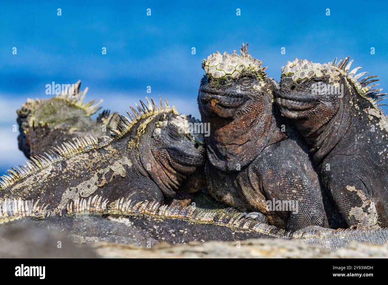The endemic Galapagos marine iguana (Amblyrhynchus cristatus) in the ...