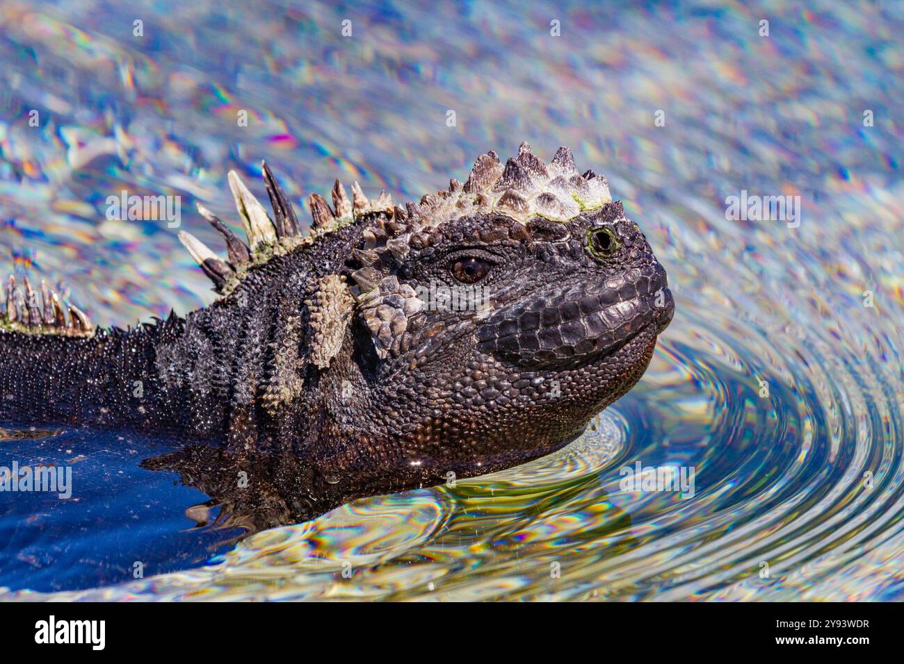The endemic Galapagos marine iguana (Amblyrhynchus cristatus) swimming ...