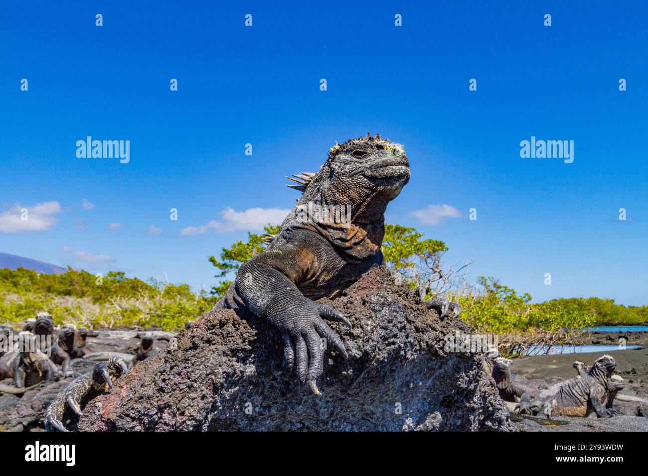 The endemic Galapagos marine iguana (Amblyrhynchus cristatus) in the ...