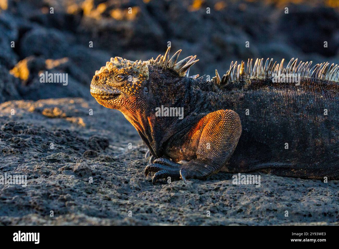 The endemic Galapagos marine iguana (Amblyrhynchus cristatus) in the ...