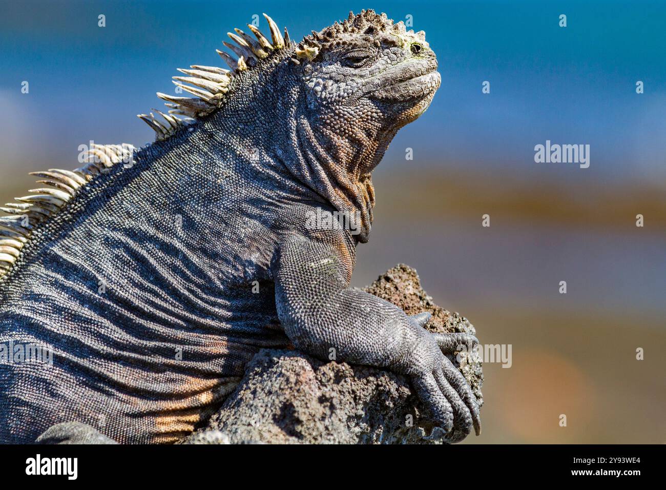 The endemic Galapagos marine iguana (Amblyrhynchus cristatus) in the ...