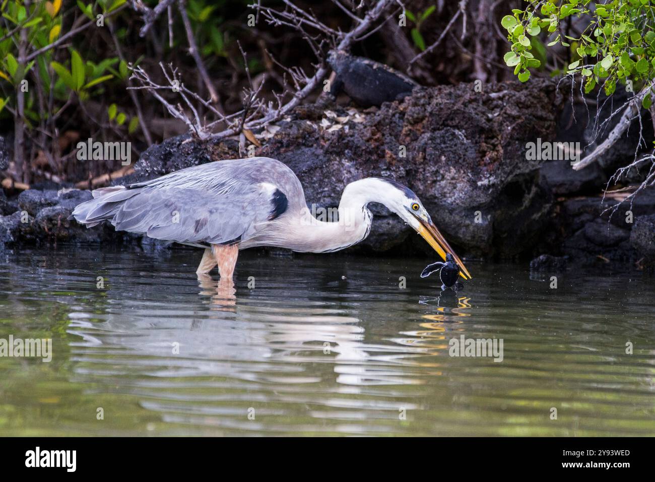 Adult great blue heron (Ardea herodias cognata) feeding on green sea ...
