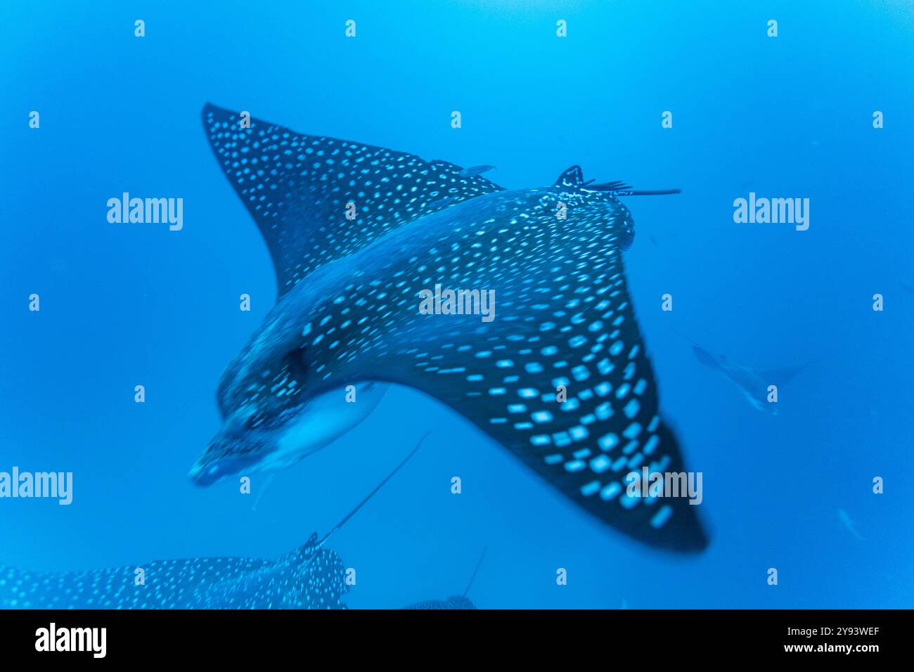 Spotted eagle rays (Aetobatus narinari) underwater at Leon Dormido ...