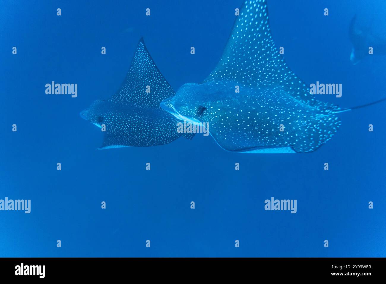 Spotted eagle rays (Aetobatus narinari) underwater at Leon Dormido Island off San Cristobal ...