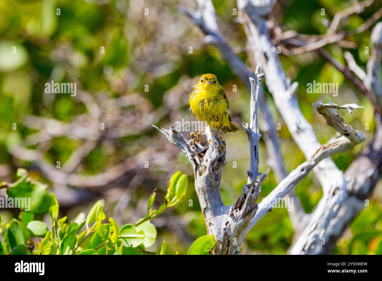 Adult yellow warbler (Dendroica petechia aureola) in the Galapagos ...