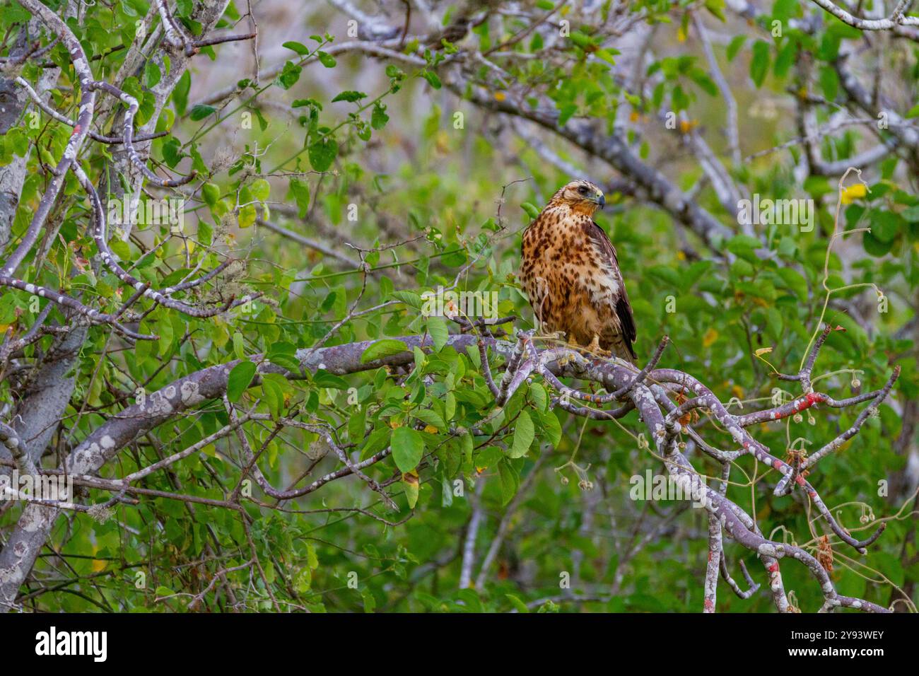 Juvenile Galapagos hawk (Buteo galapagoensis) in the Galapagos Island ...