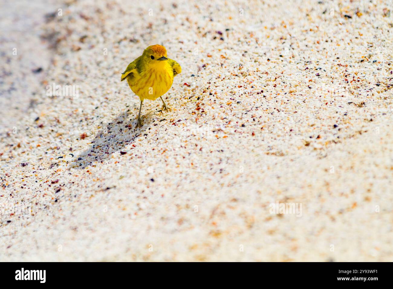 Adult yellow warbler (Dendroica petechia aureola) in the Galapagos ...
