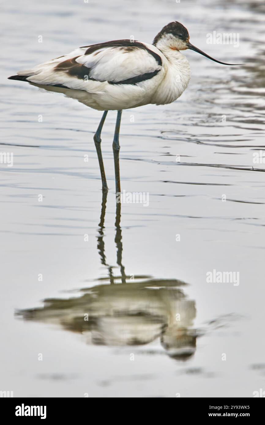 An avocet (Recurvirostra avosetta), at Brownsea Island, a nature ...