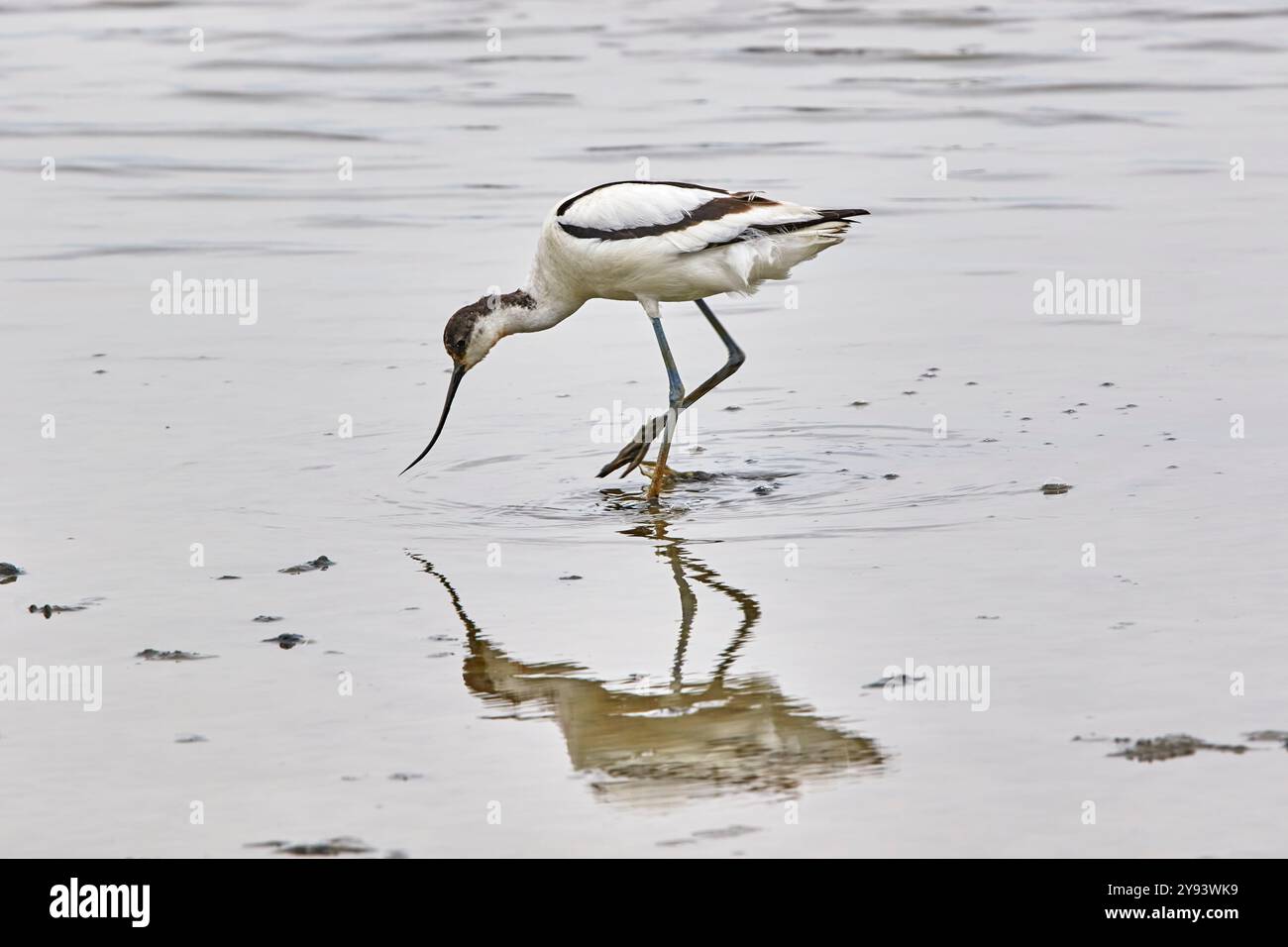 An avocet (Recurvirostra avosetta), at Brownsea Island, a nature ...