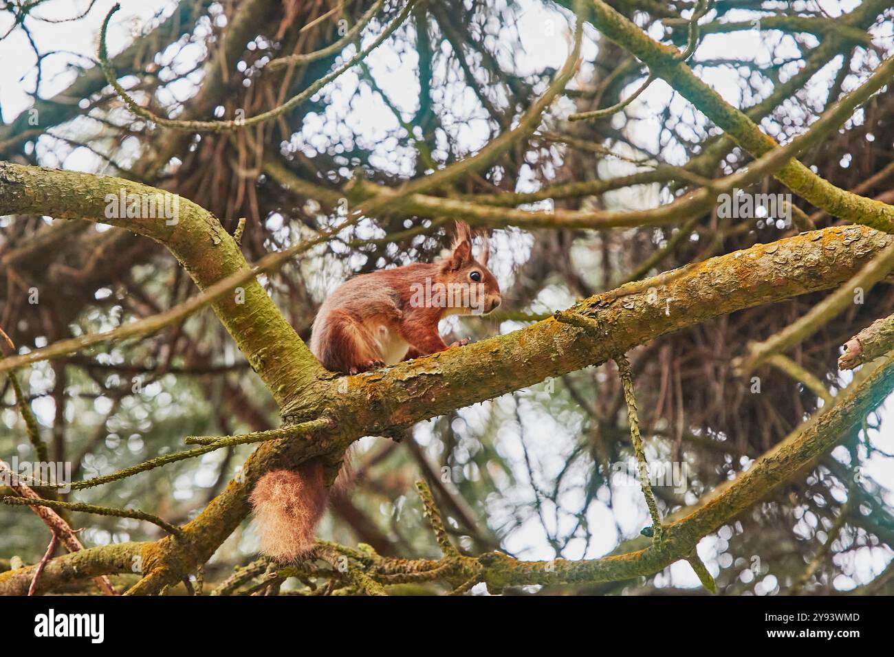 A Red Squirrel (Sciurus vulgaris), in conifer woodland on Brownsea ...