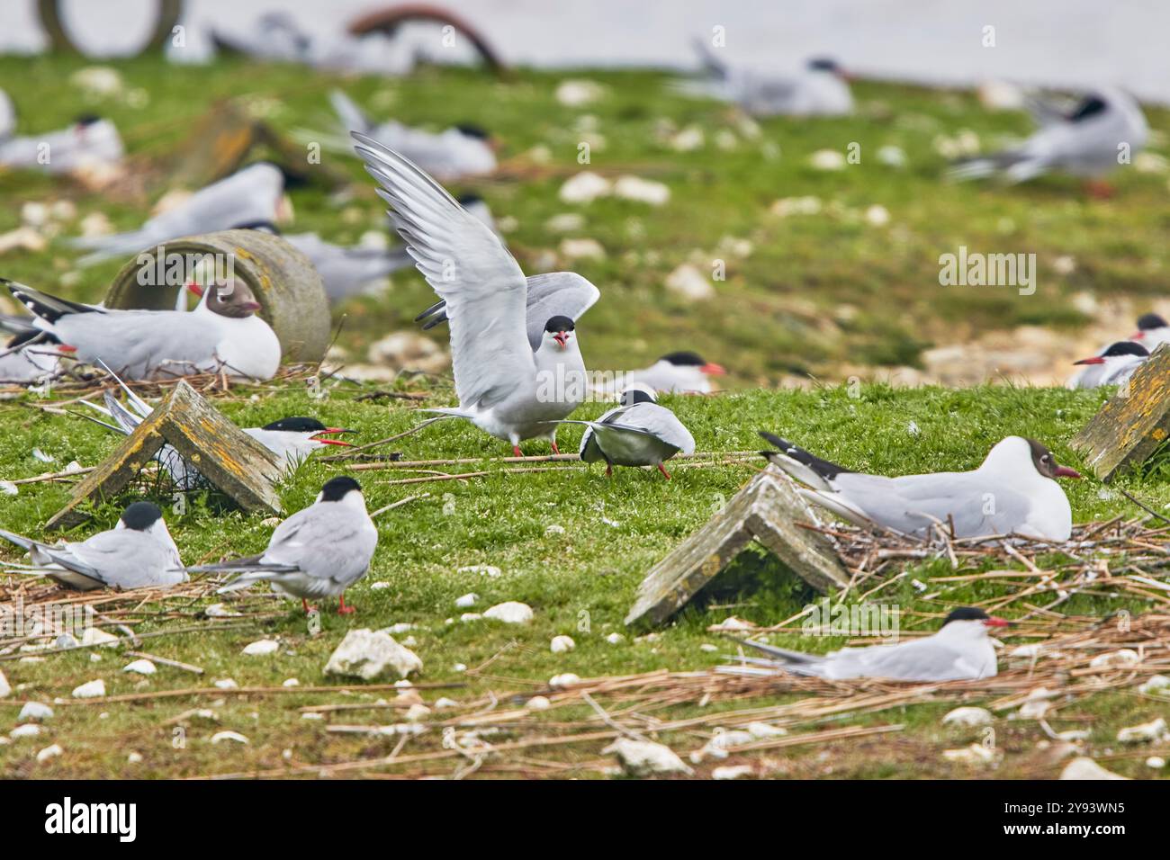 Common Terns (Sterna hirundo), in their breeding colony in June, on ...
