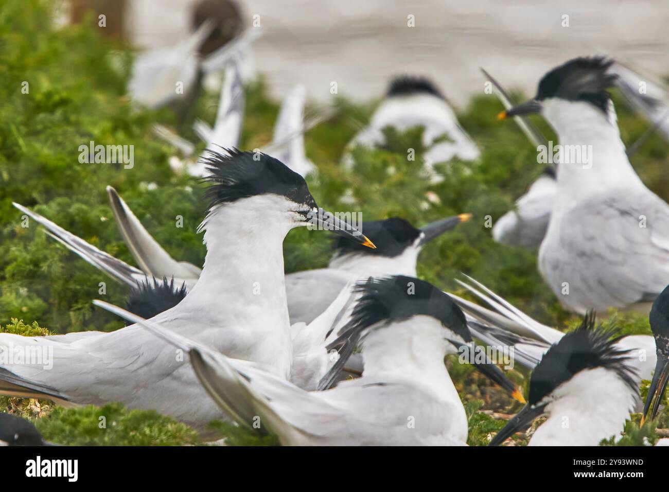 Sandwich Terns (Sterna sandivicensis), in their breeding colony in June ...