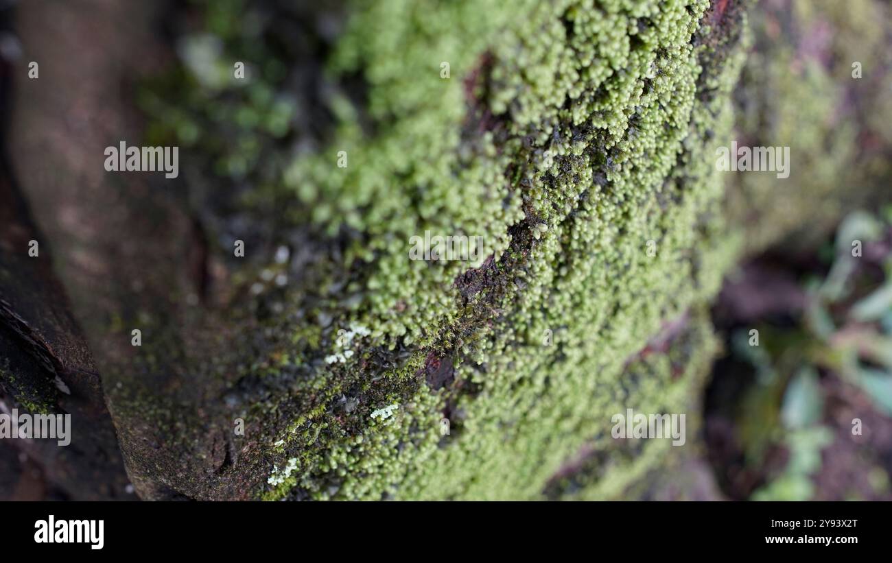 Green moss details grow in wood parts Stock Photo - Alamy