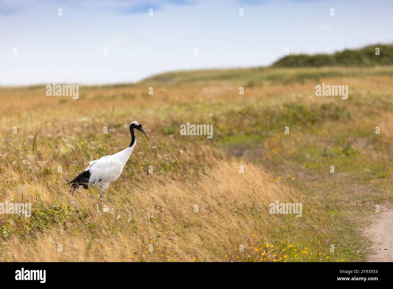 Red-crowned crane. Kunashir Island. South Kuriles Stock Photo - Alamy