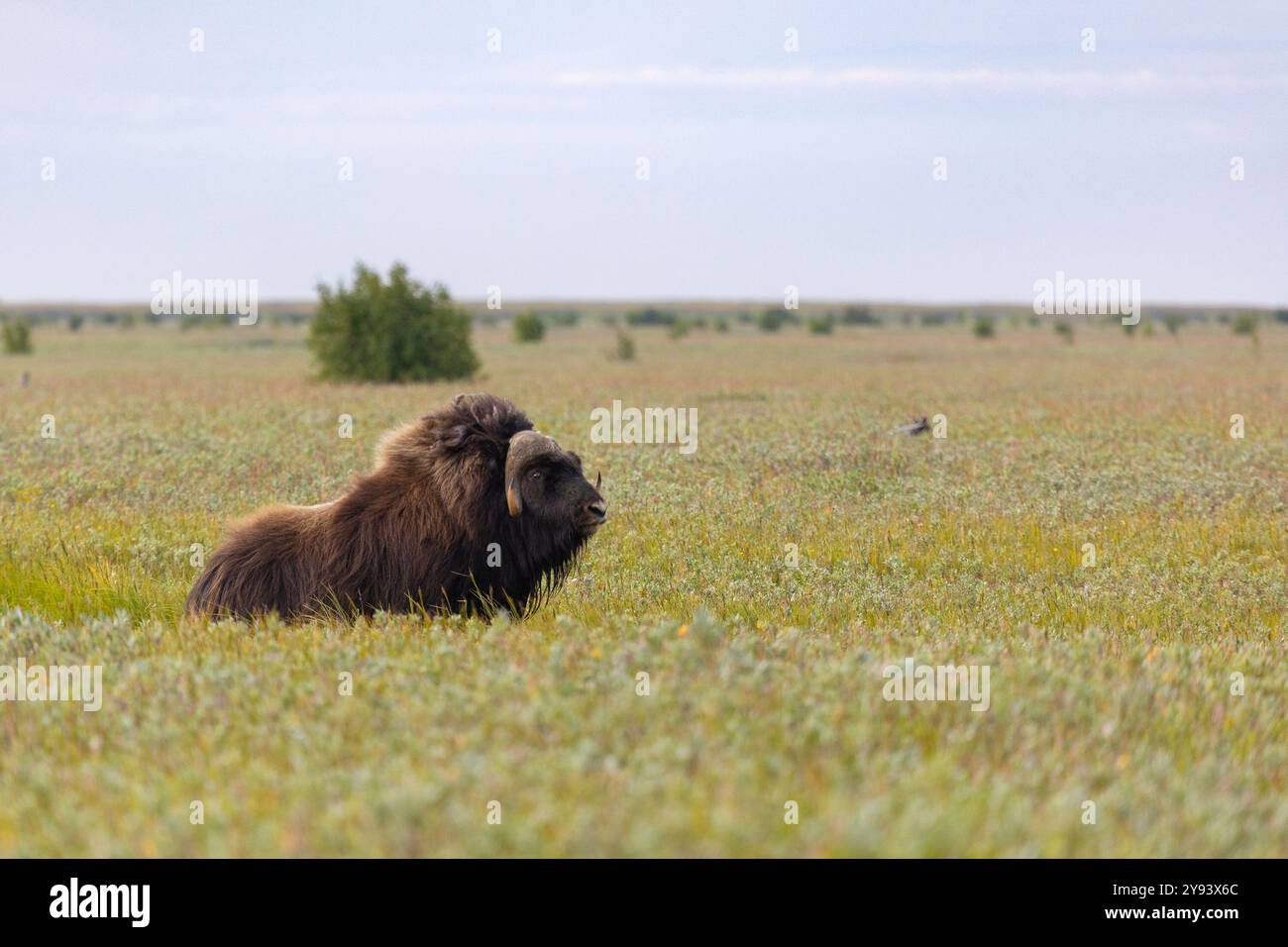 A mighty male musk ox walks across the tundra Stock Photo - Alamy