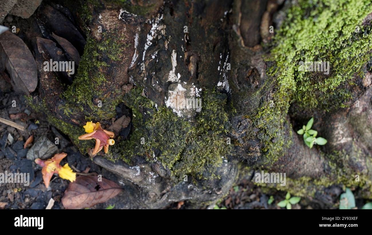 Moss details hi-res stock photography and images - Alamy