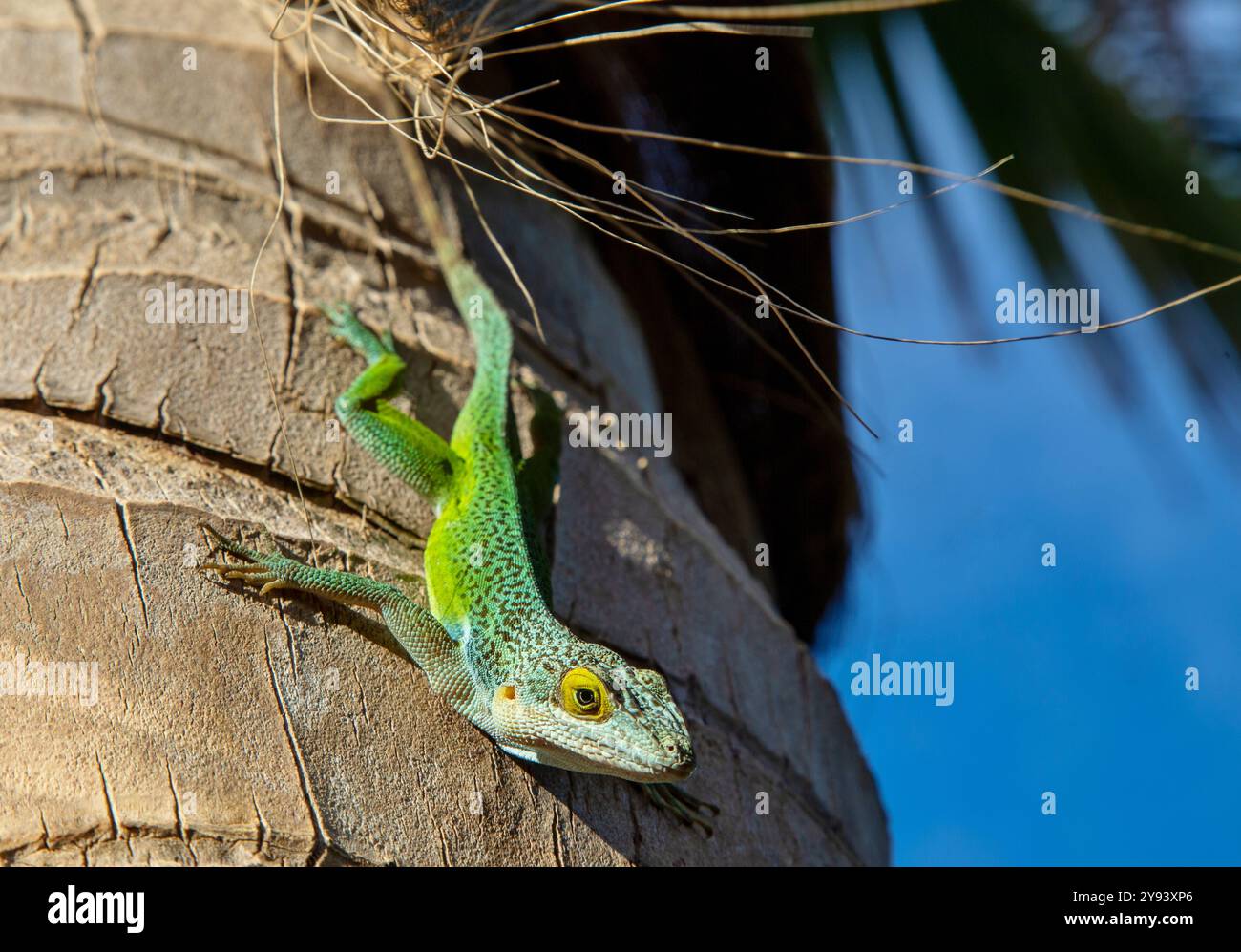 Antiguan Anole Lizard (Anolis Leachii), Bermuda, North Atlantic, North ...
