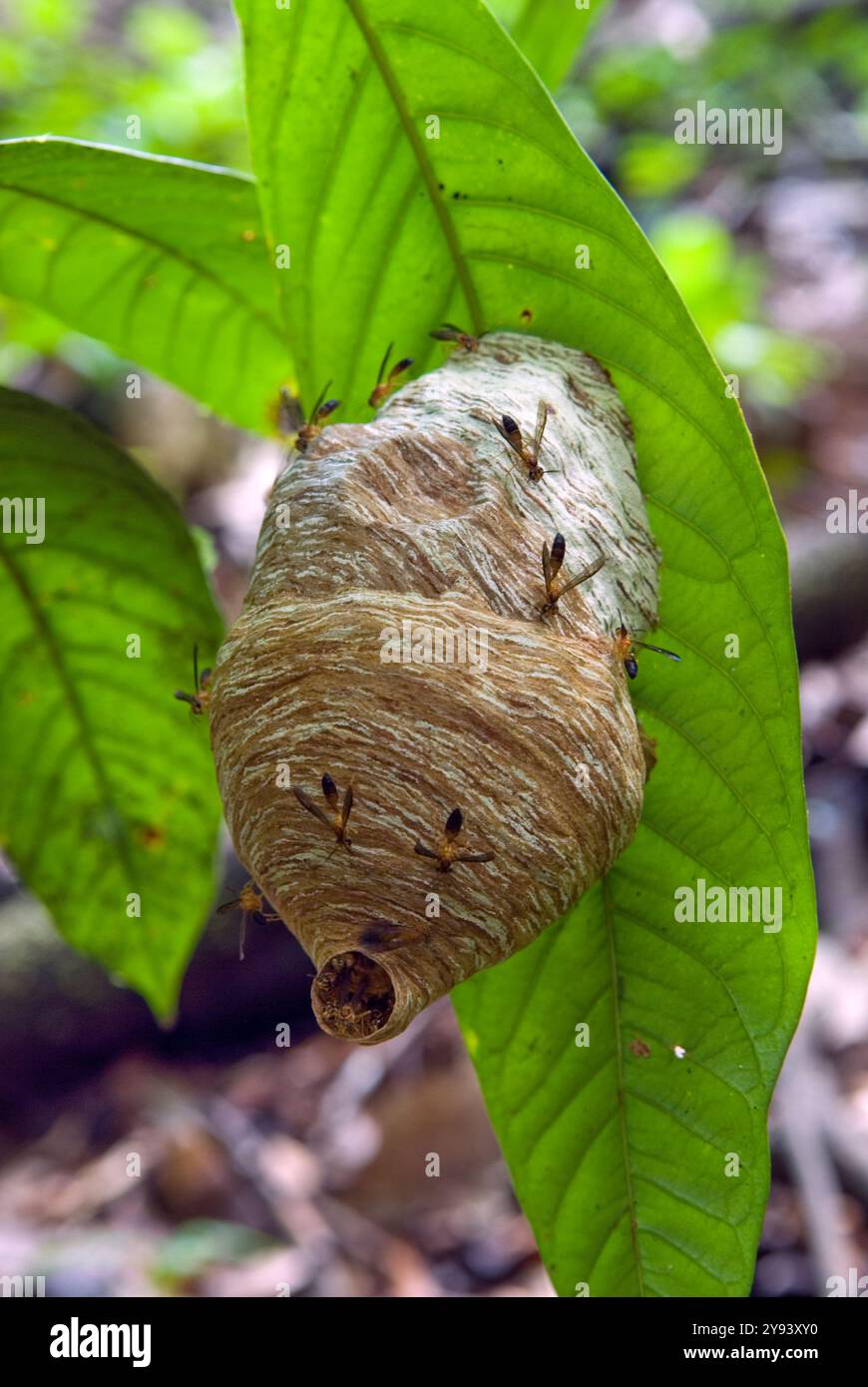 Swarm of wasps (Angiopolybia pallens) and nest in the forest, French ...
