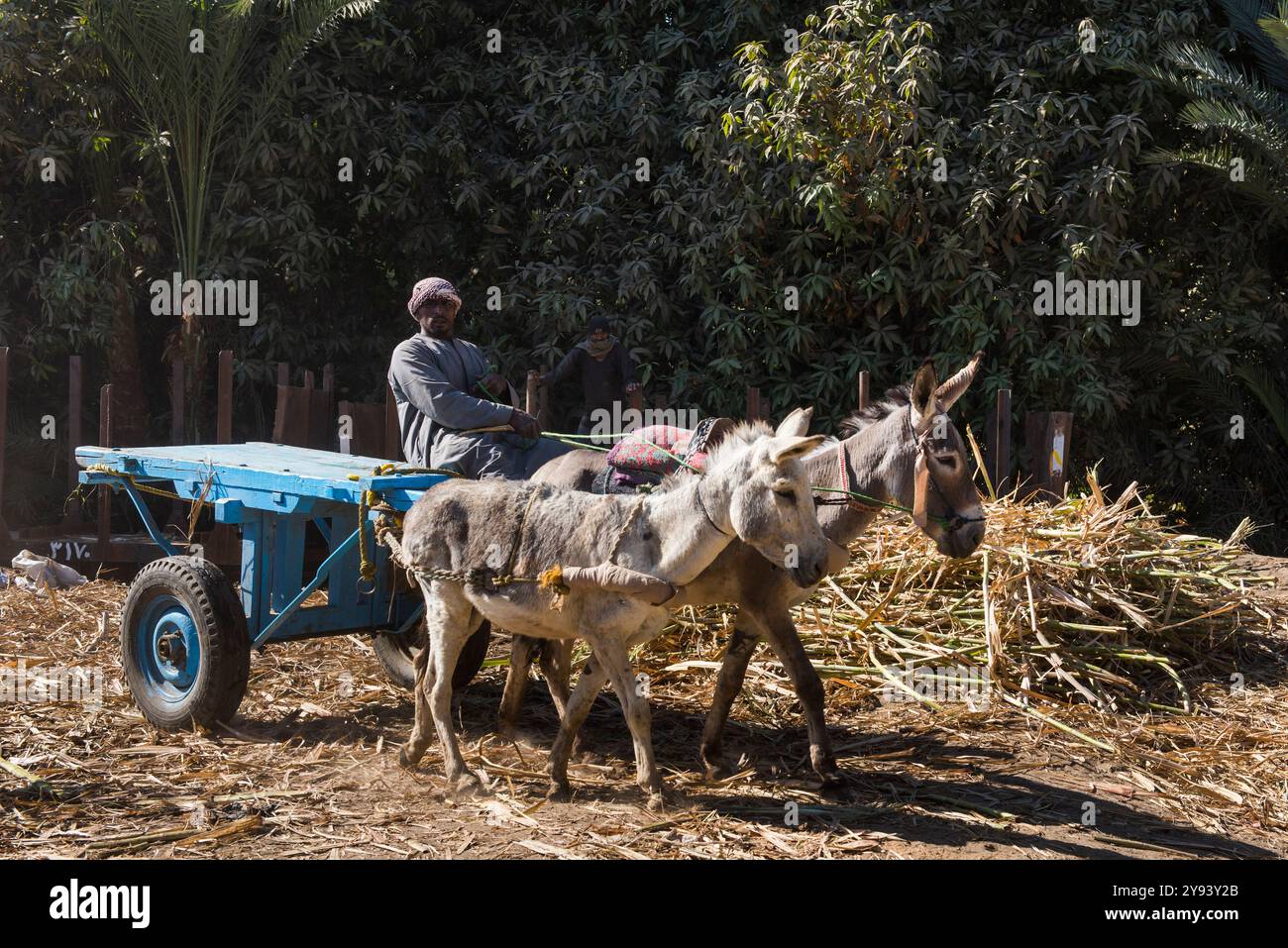Donkey cart, sugar cane harvest, Ramadi village, west bank of the Nile ...