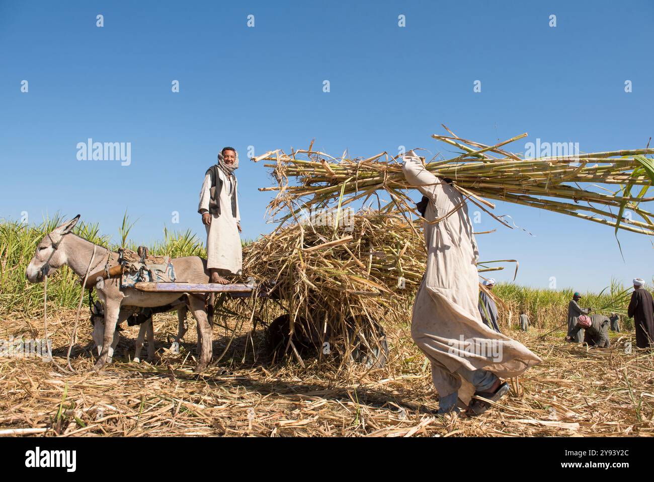 Sugar cane harvest, Ramadi village, west bank of the Nile south of Edfu ...
