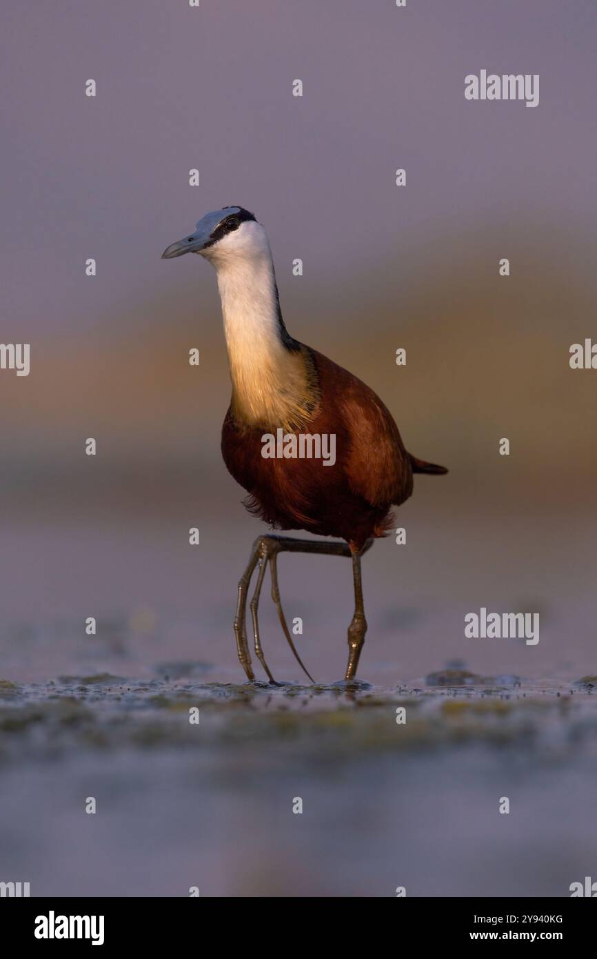African jacana (Actophilornis africanus), Zimanga game reserve, South ...