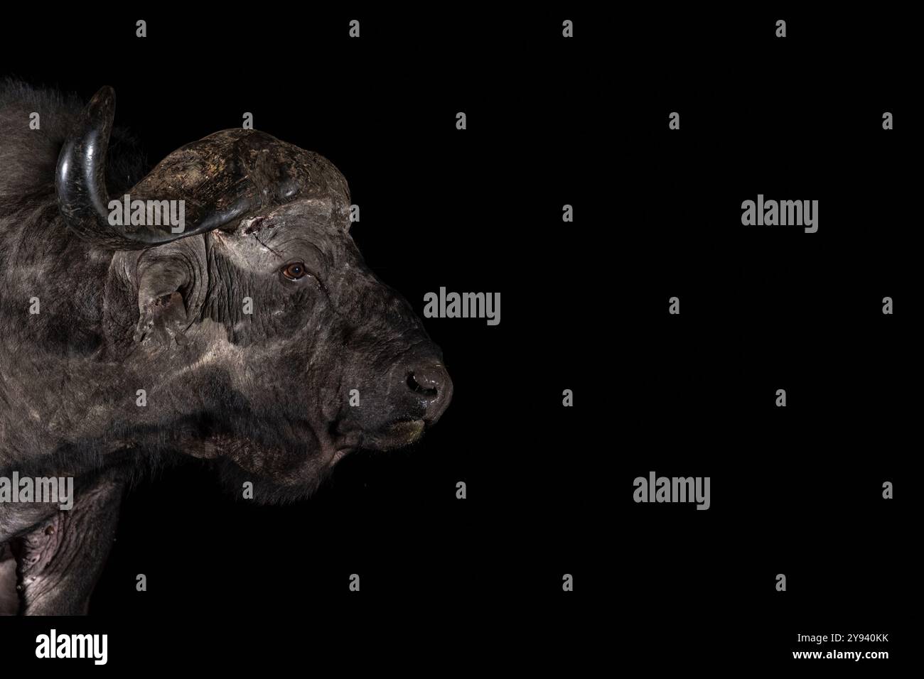 Cape buffalo (Syncerus caffer) bull at night, Zimanga private game ...