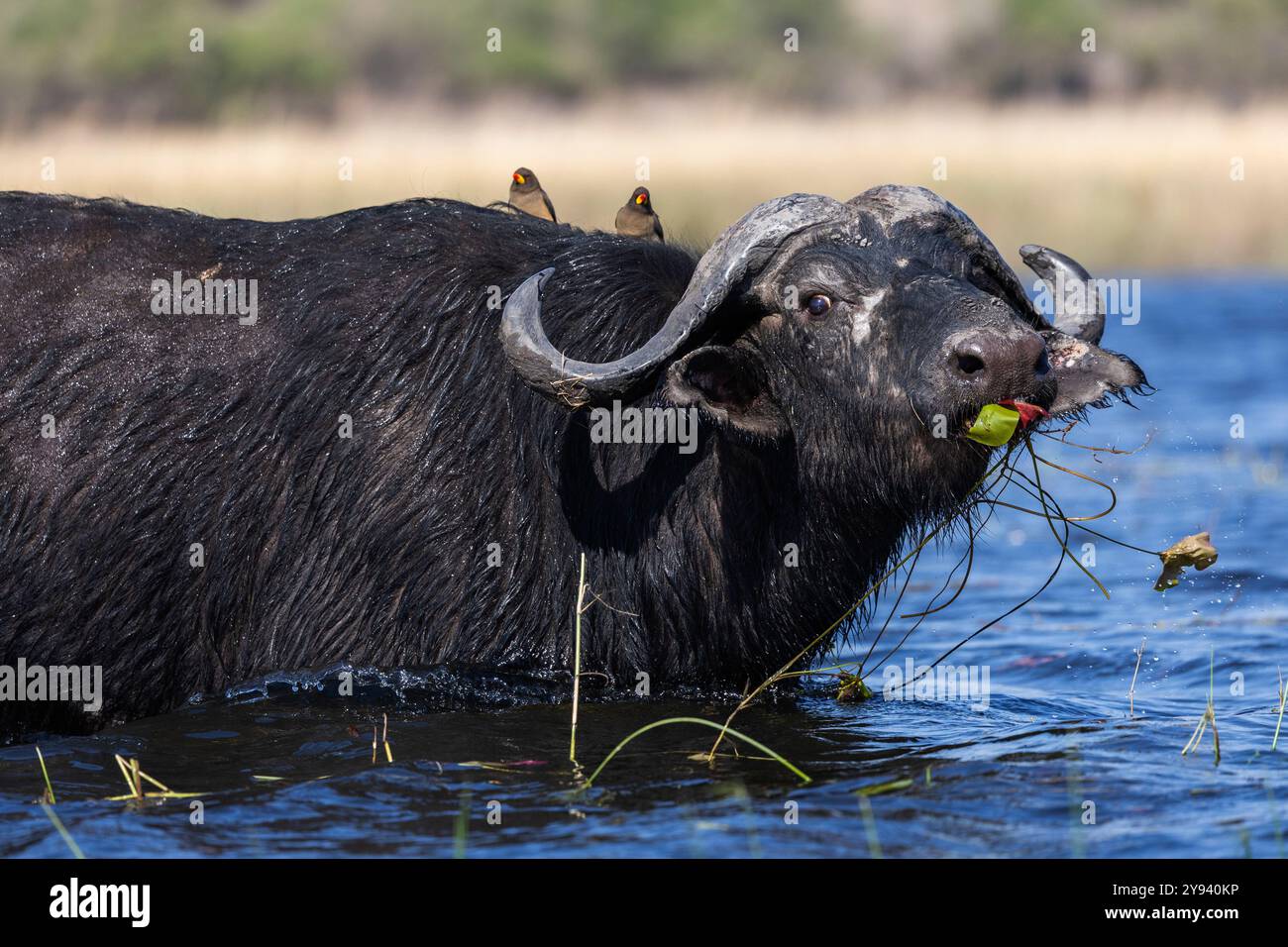 Cape buffalo (Syncerus caffer) in Chobe river, Chobe National Park ...