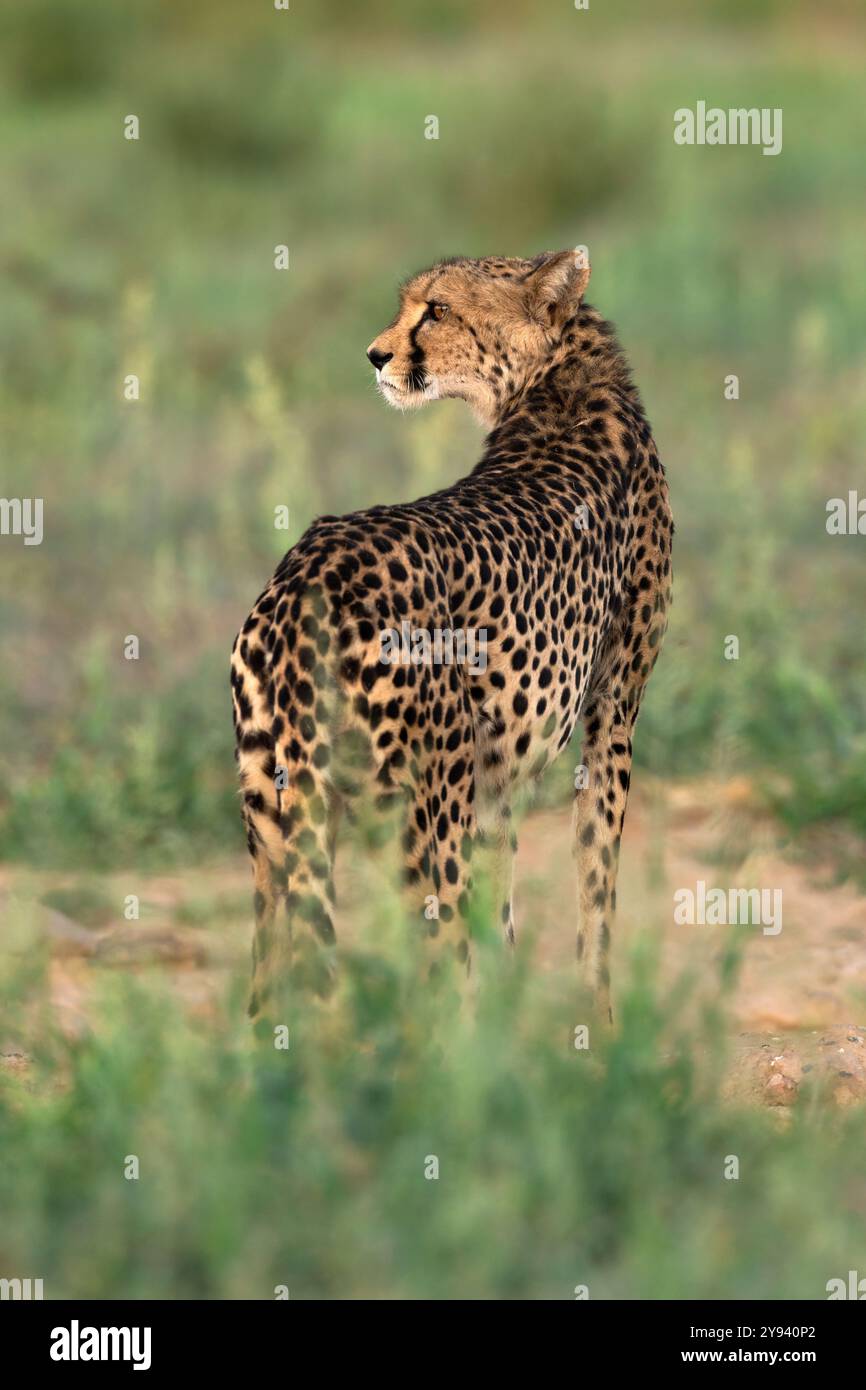 Cheetah (Acinonyx jubatus), Kgalagadi Transfrontier Park, Northern Cape ...