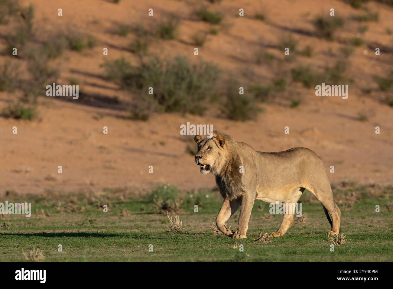 Lion (Panthera leo), Kgalagadi Transfrontier Park, Northern Cape, South ...